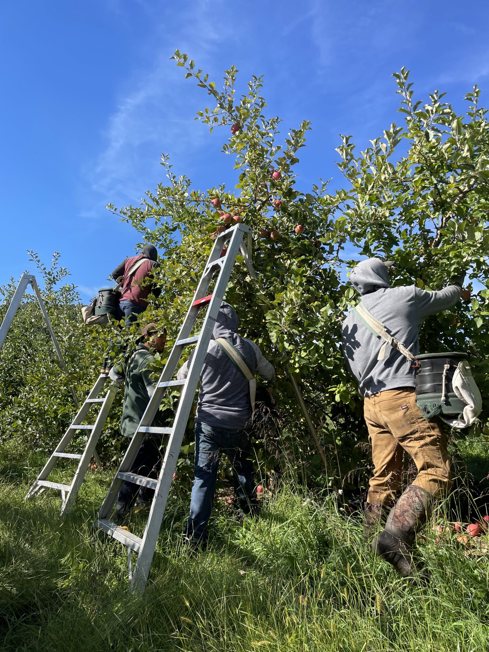 Growing Apples: It's more than 'plant the seed, harvest the fruit'
